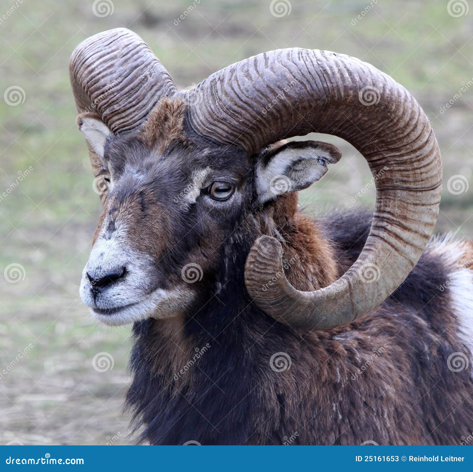 Portrait of a moufflon stock image. Image of bighorn - 25161653