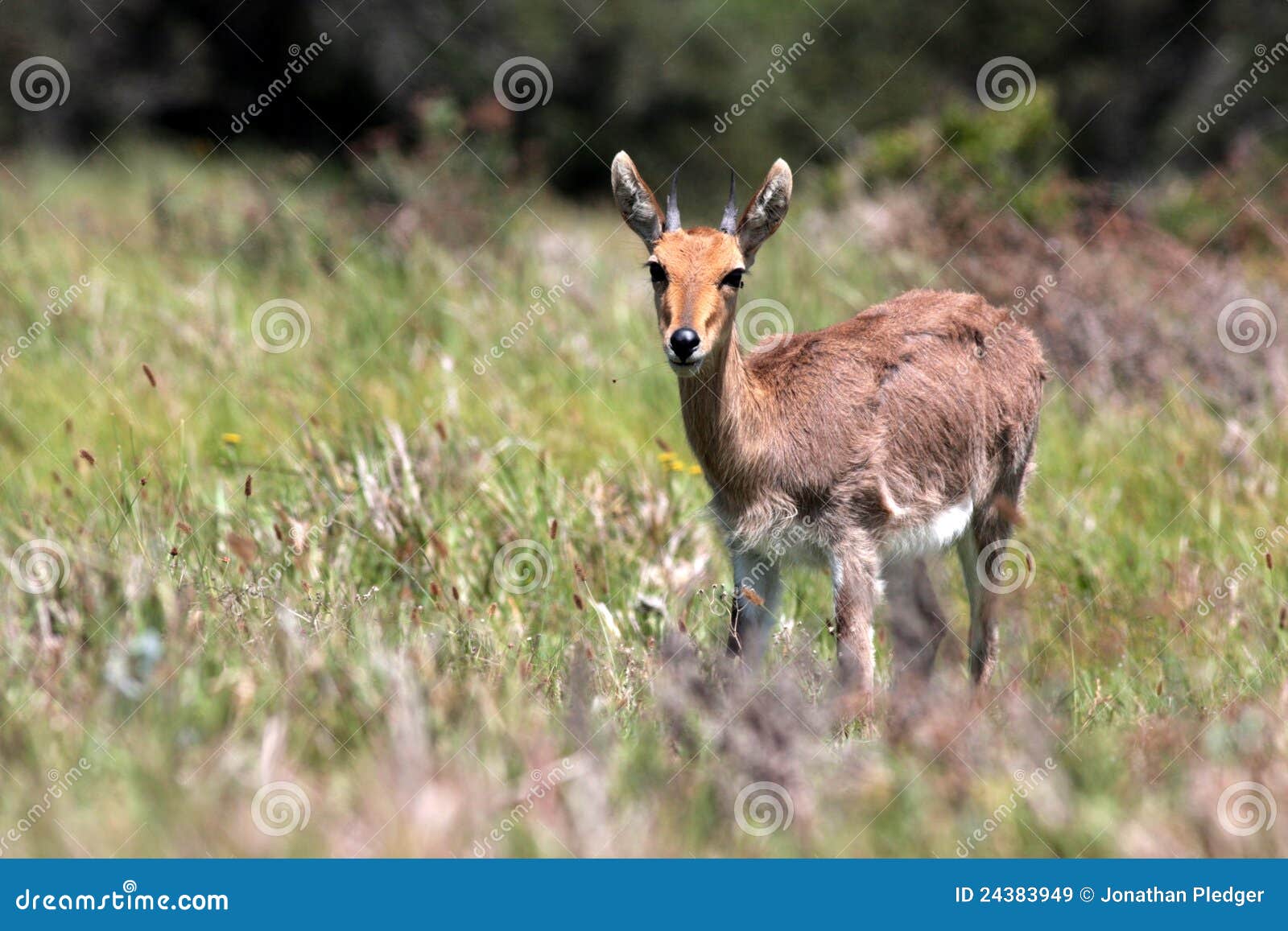 Portrait of a Mountain Reedbuck Ram Stock Image - Image of grassland ...
