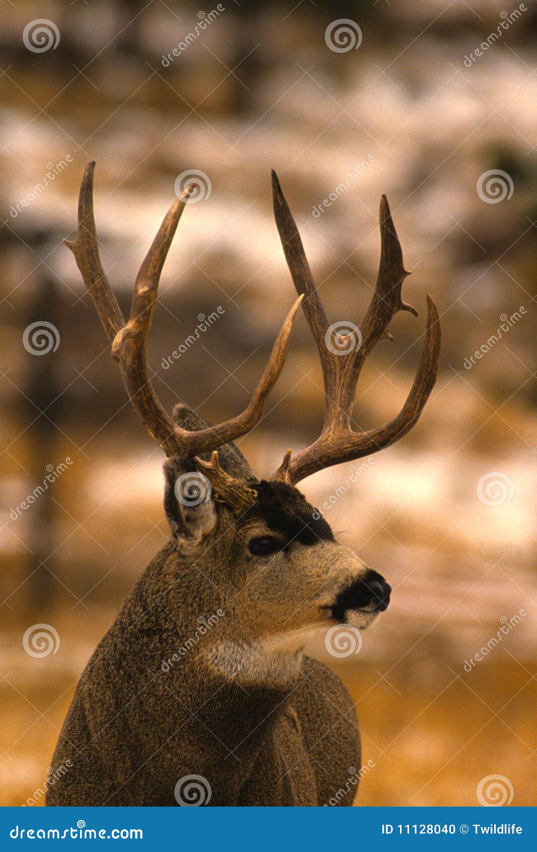 Portrait of a Mule Deer Buck Stock Photo - Image of animal, trophy ...