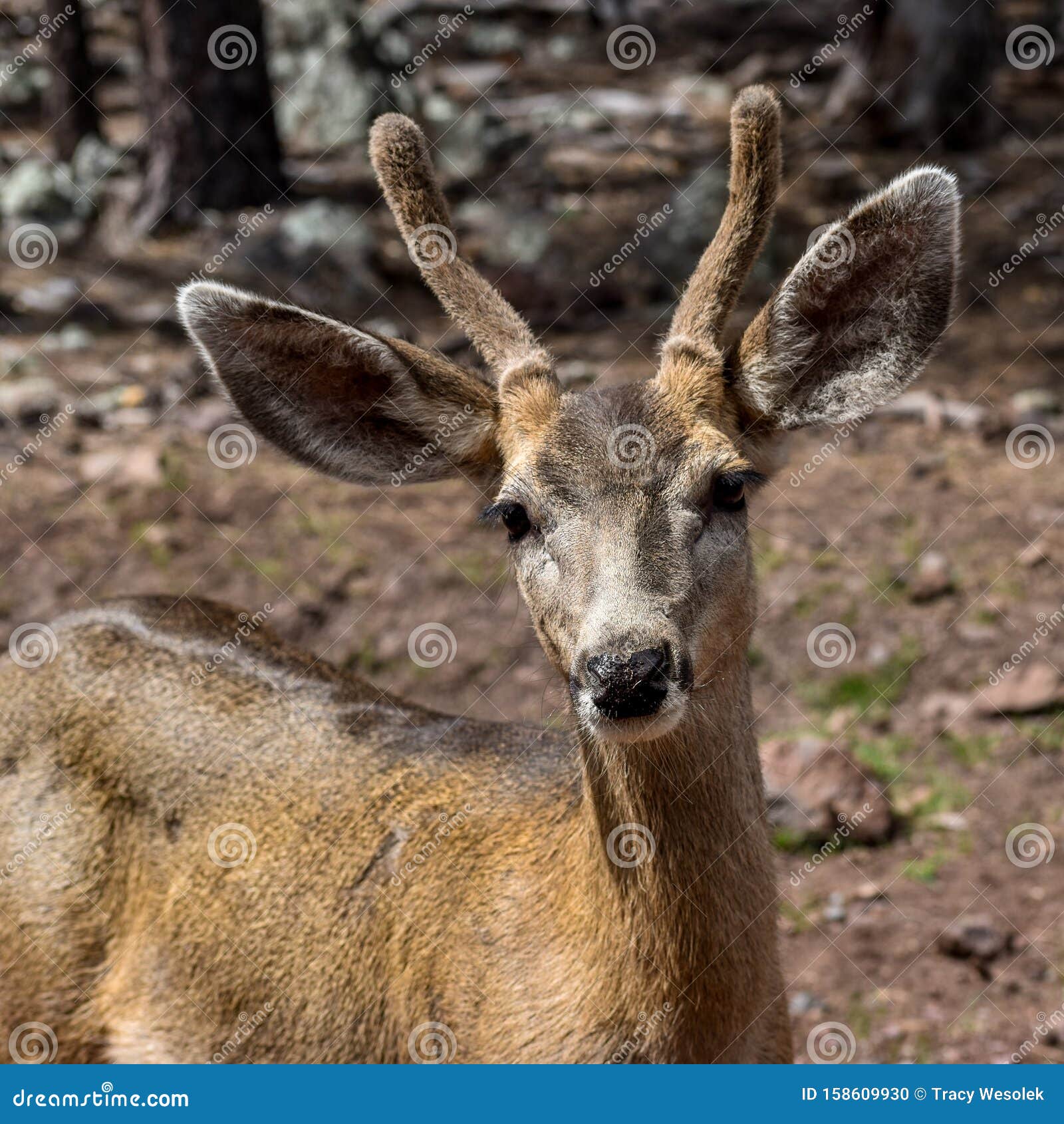Portrait of a mule deer stock photo. Image of close - 158609930