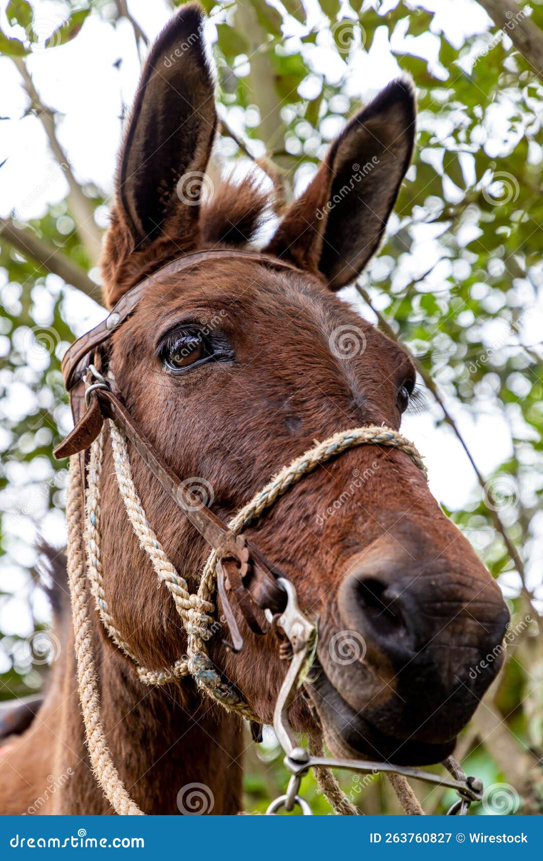 Portrait of a Mule Donkey Head Looking Under Green Tree Eaves Stock ...