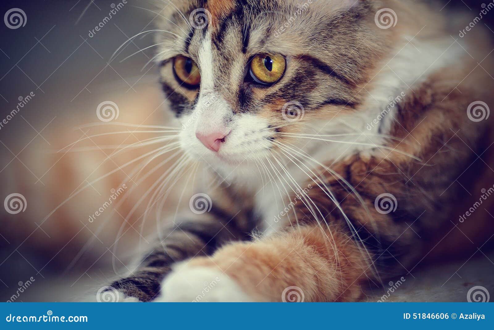 Portrait of Multi-colored a Cat Stock Photo - Image of feline ...