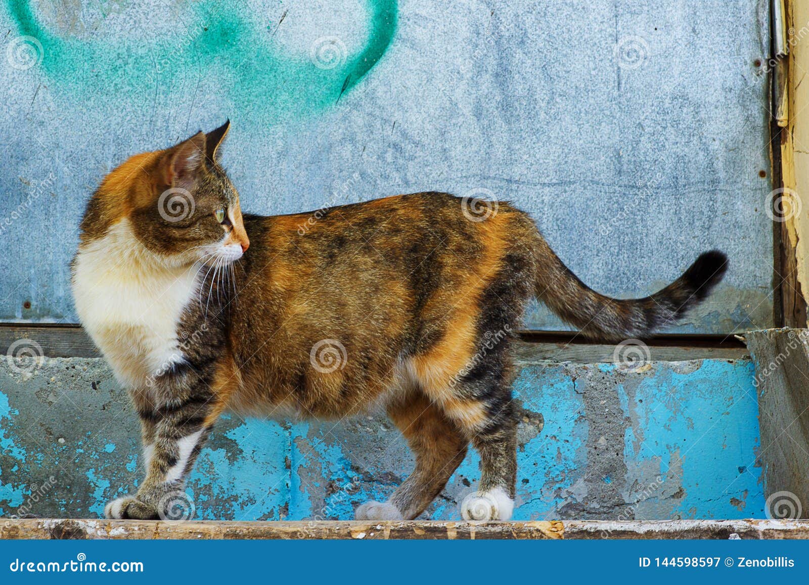 Portrait of Multicolor Cat Outdoors. Cute Cat Looking Back Stock Image ...