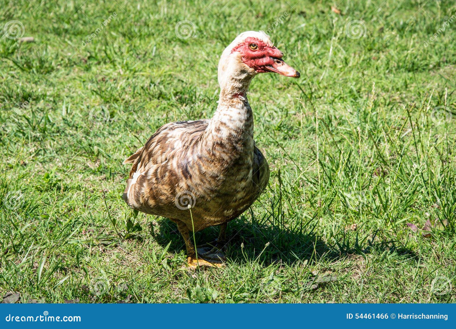Portrait of a Muscovy Duck. Stock Photo - Image of duck, birds: 54461466