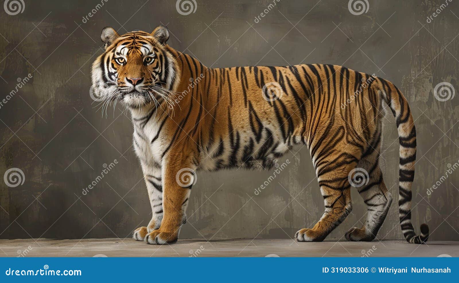 Portrait of Muscular Tiger Standing in Proud Pose. Generative Ai Stock ...