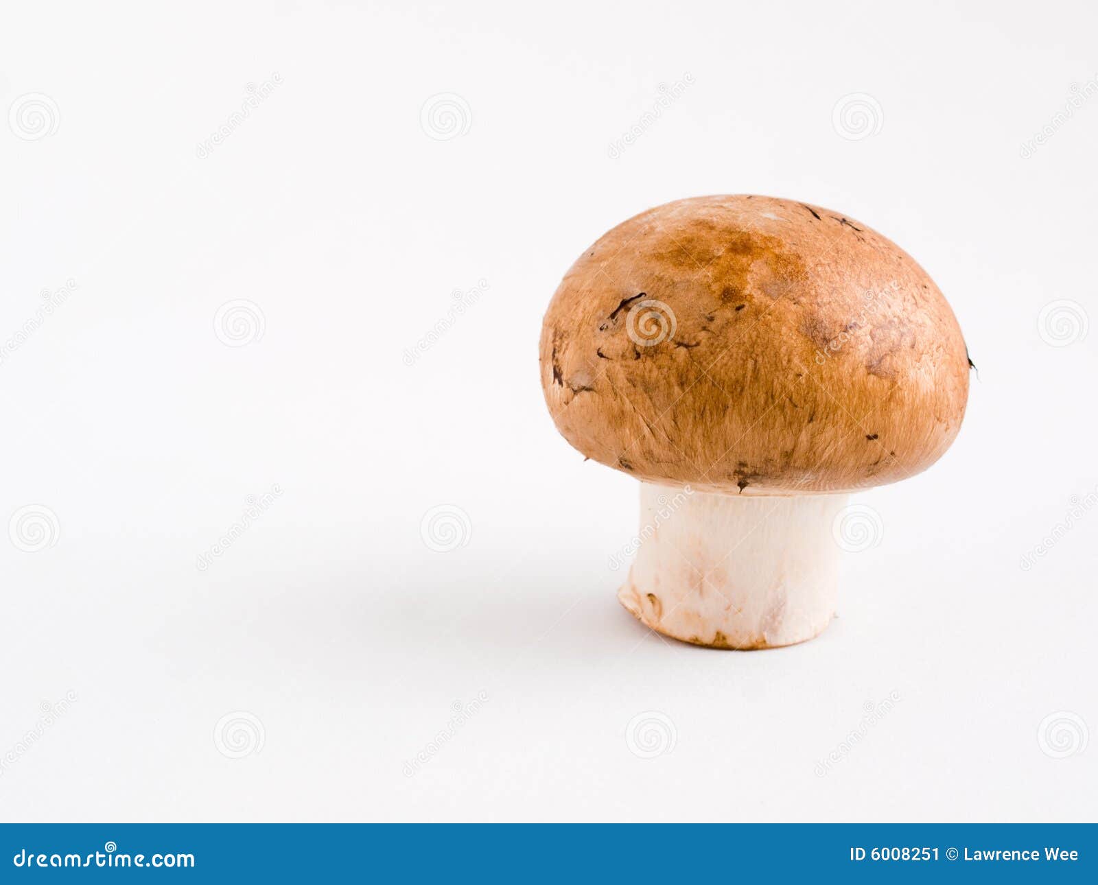 Portrait of a Mushroom stock image. Image of portrait - 6008251