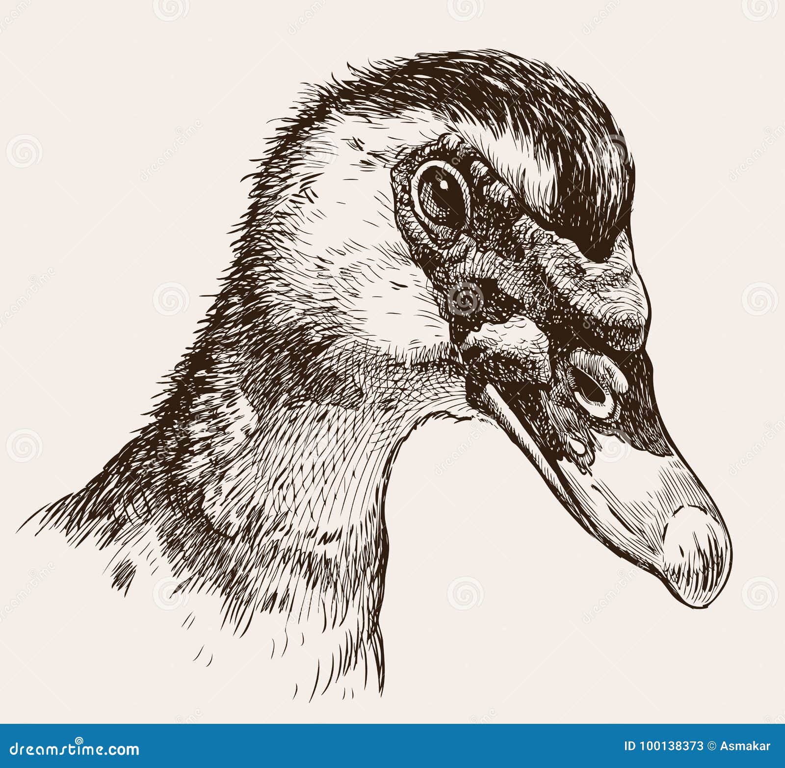 Musky Stock Illustrations – 30 Musky Stock Illustrations, Vectors ...