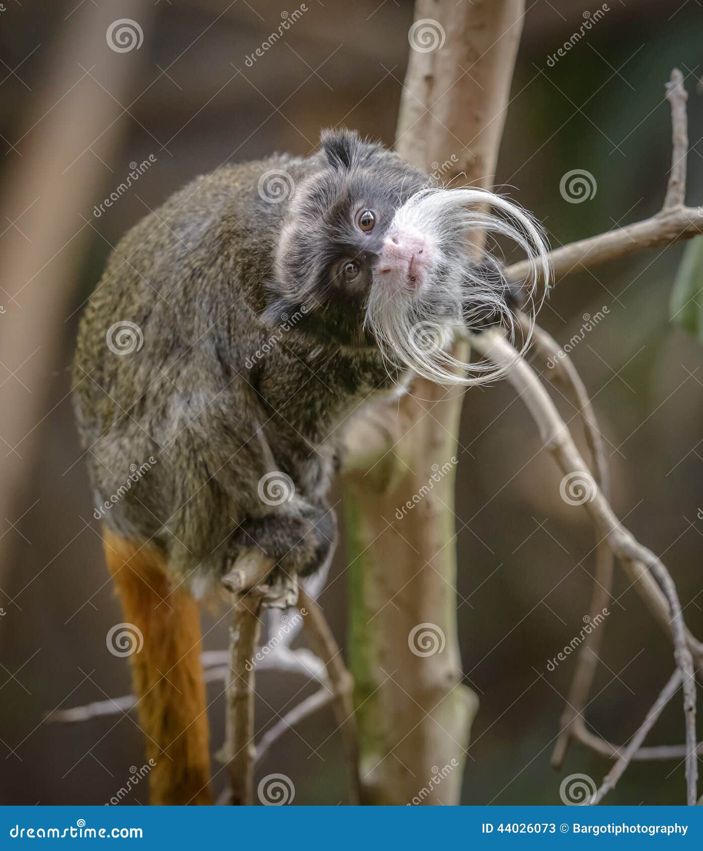 Portrait of a N Emperor Tamarin Stock Image - Image of animal, face ...
