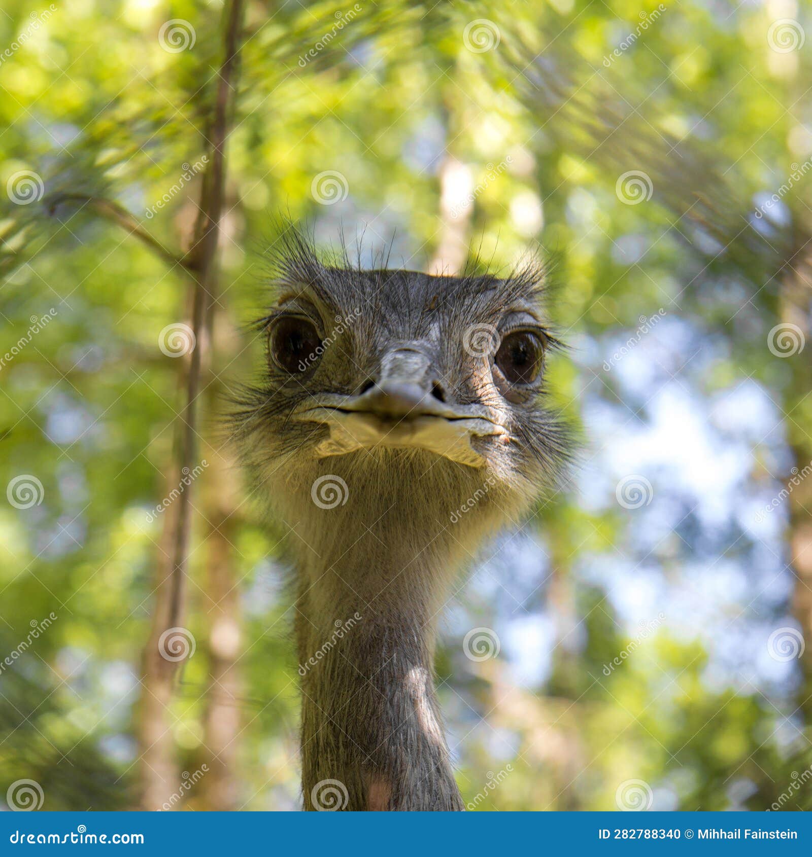 Portrait of a Nandu, a Flightless Bird Stock Photo - Image of lawn ...