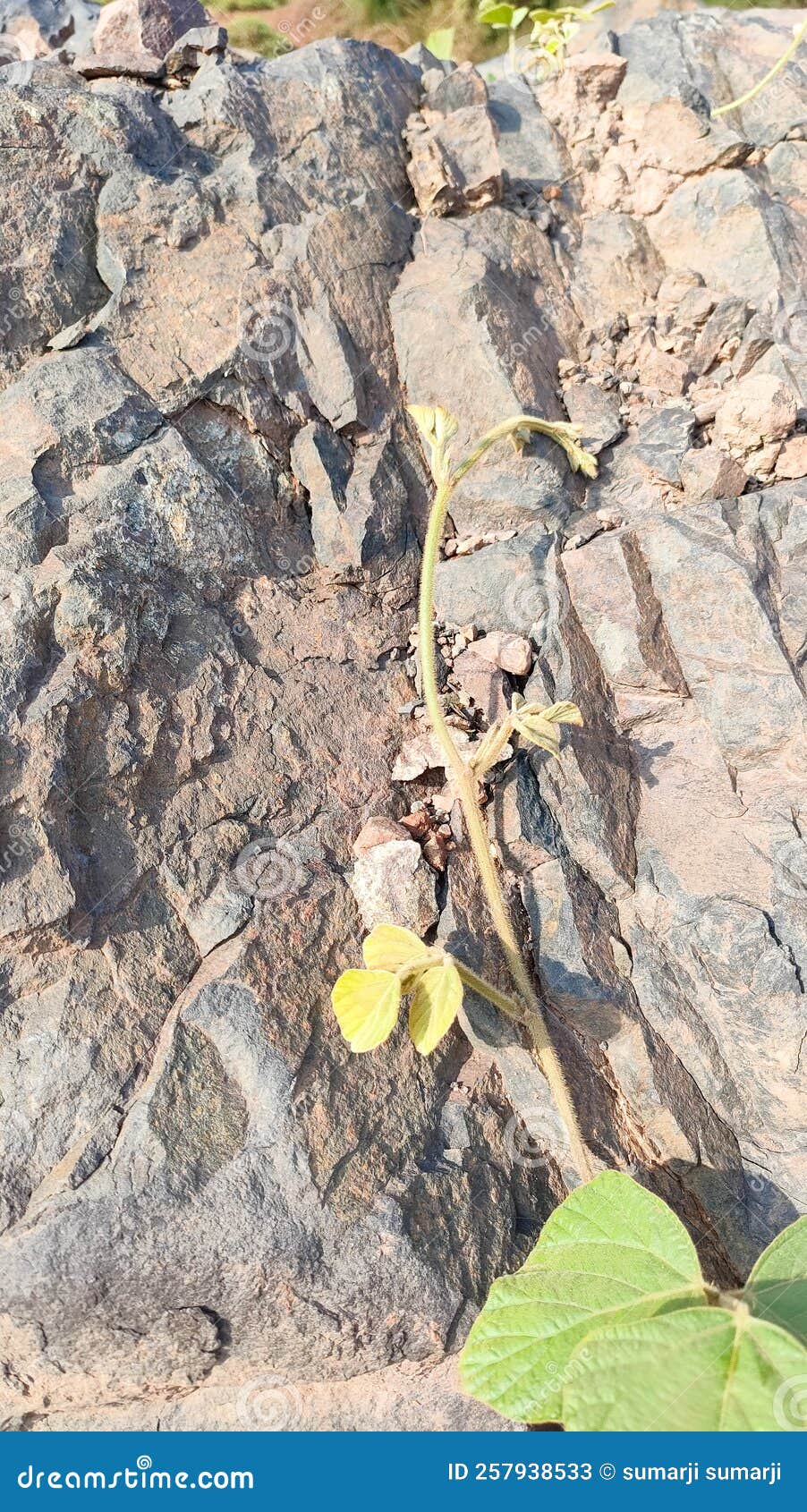 Portrait of Vine Taking Over the Rocks Around the Hills Stock Image ...
