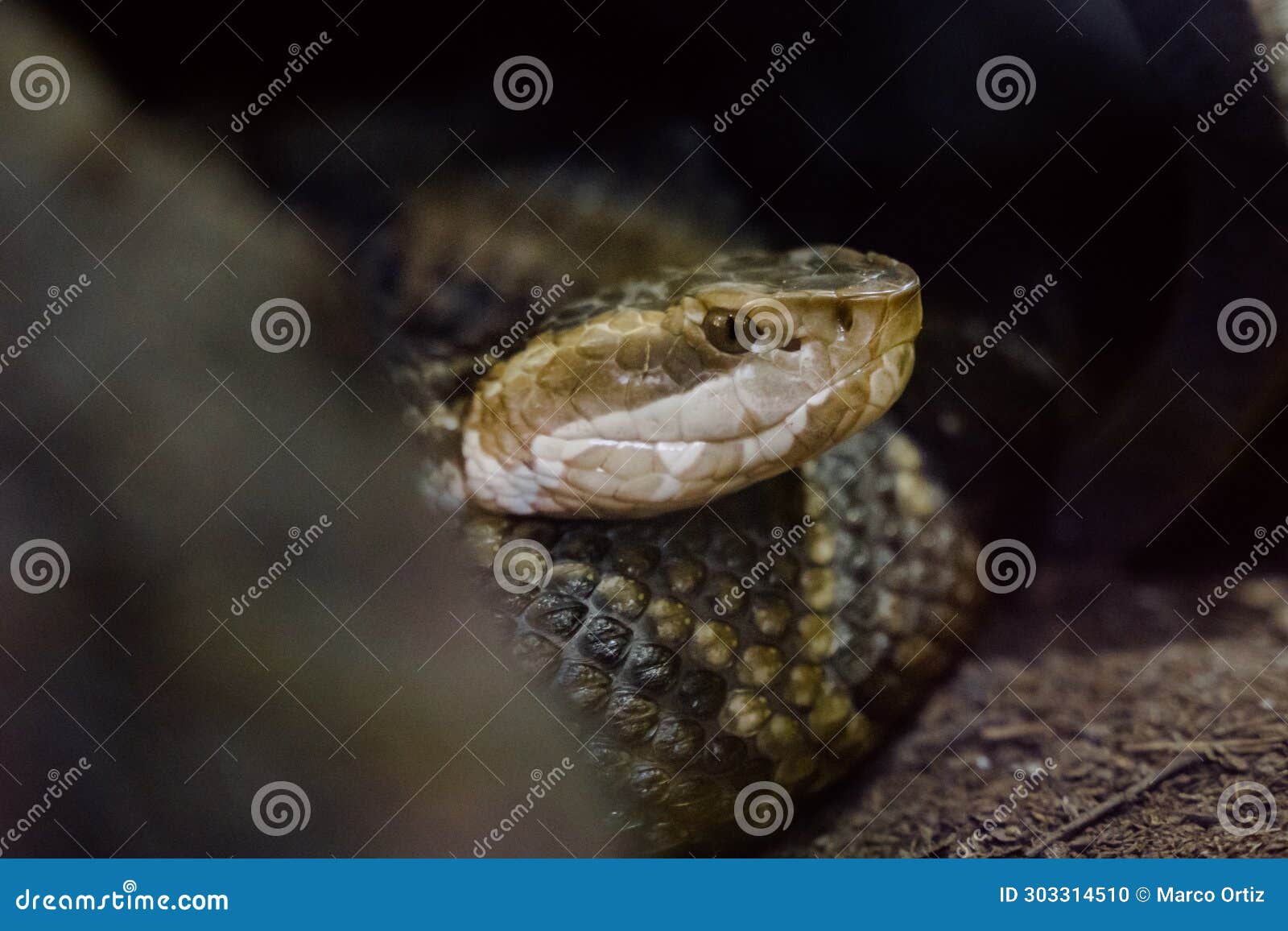 Portrait of Nauyaca Snake (Bothrops Asper) Stock Photo - Image of ...