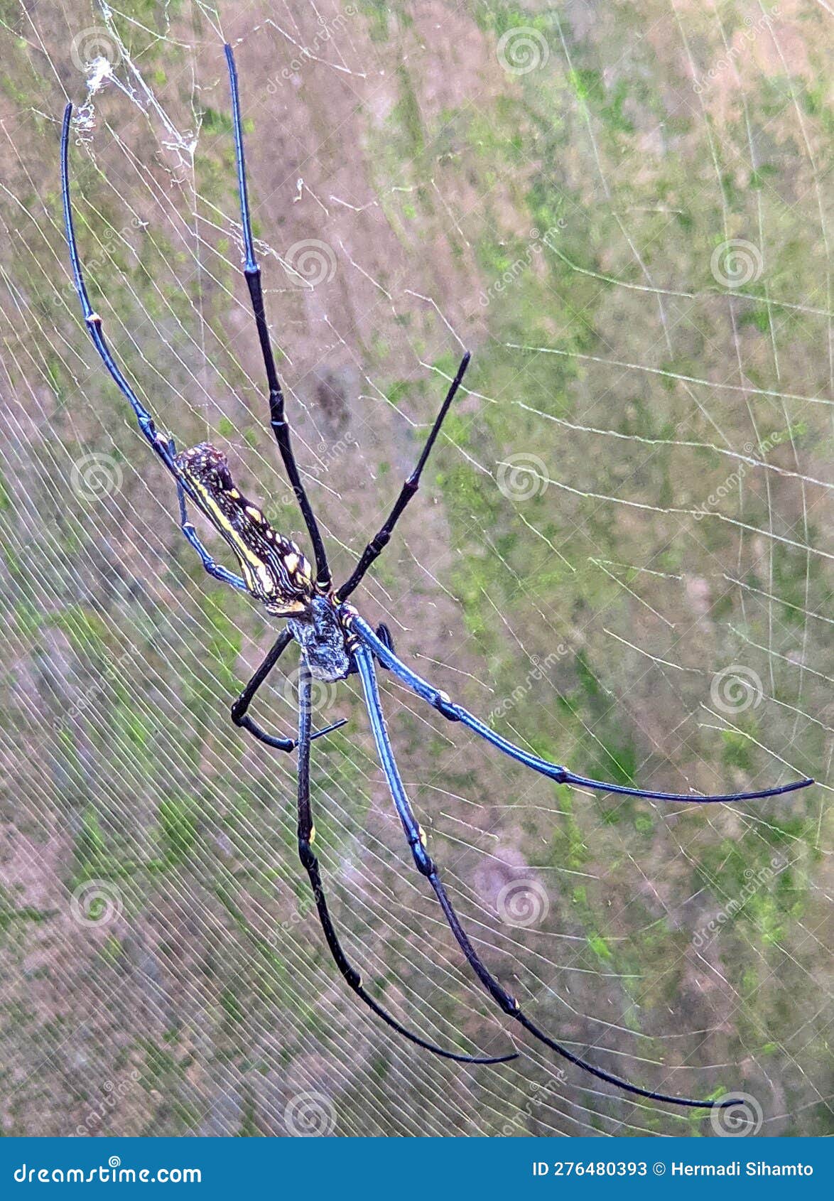 Portrait of Nephila Pilipes in Spider Web Stock Image - Image of ...