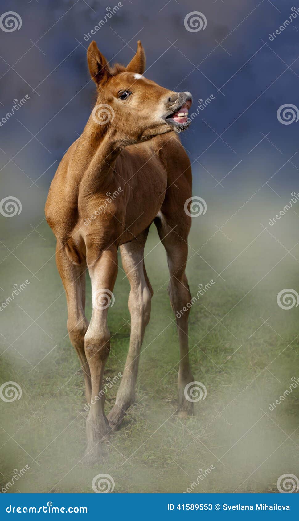 Portrait of a Newborn Foal stock image. Image of foal - 41589553