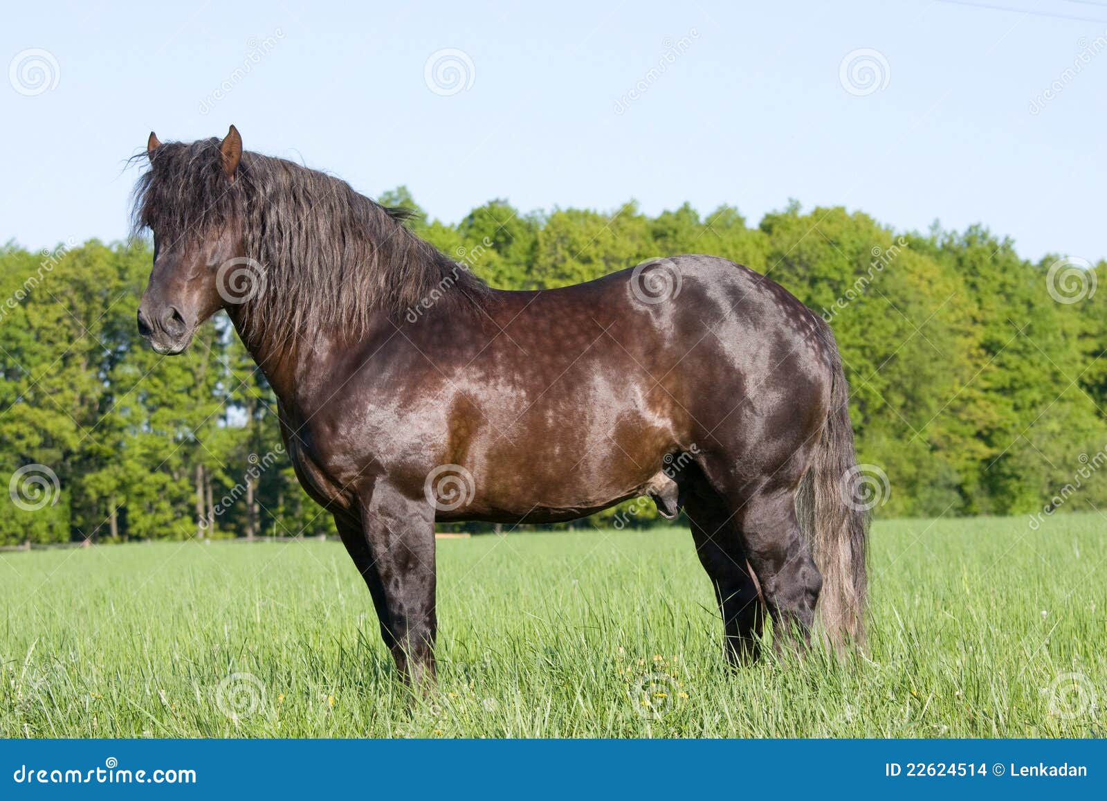 Portrait of nice big horse stock photo. Image of pose - 22624514