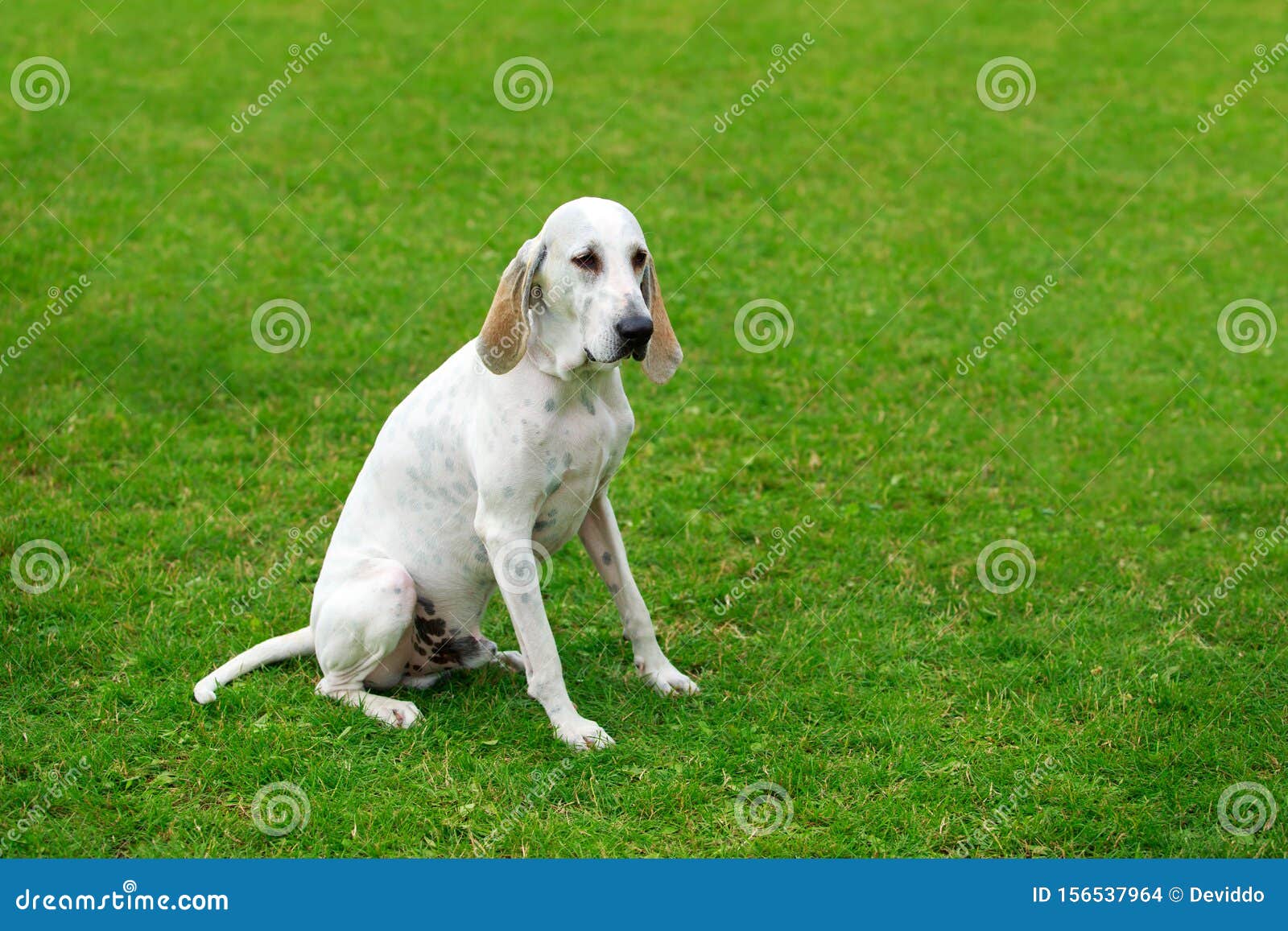 Dog breed Billy stock photo. Image of smile, beige, thoroughbred ...