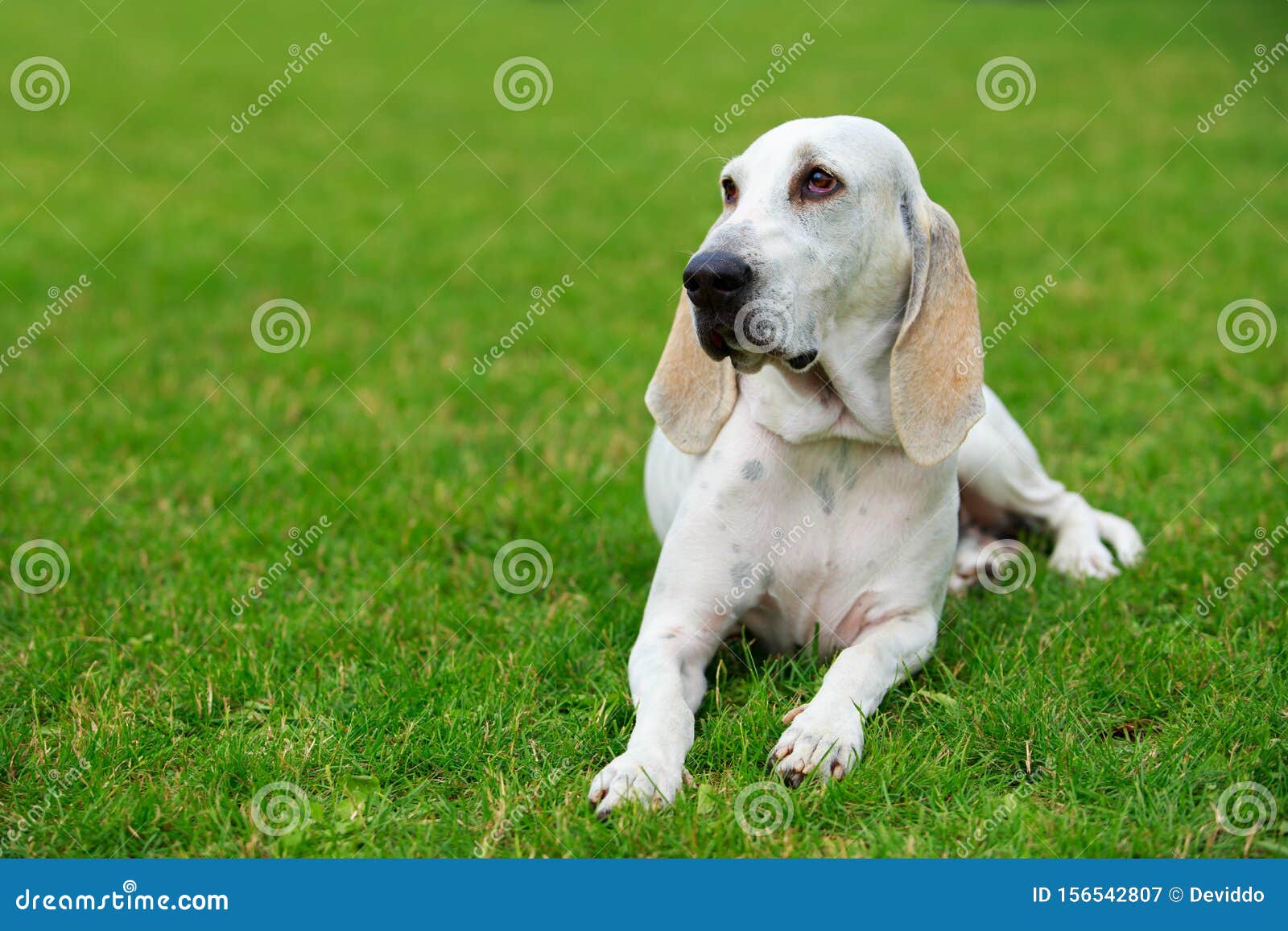 Dog breed Billy stock image. Image of white, mammal - 156542807