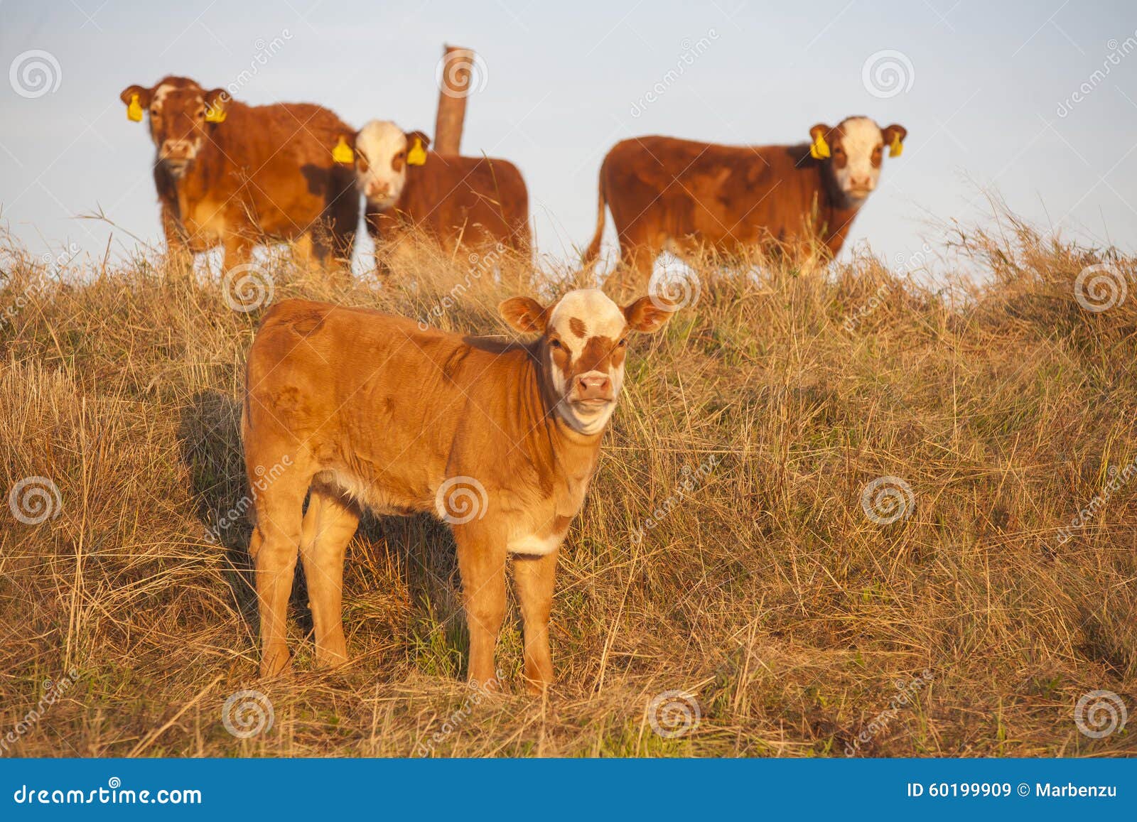 Portrait of 4 Nice Brown Calves Stock Image - Image of environment ...