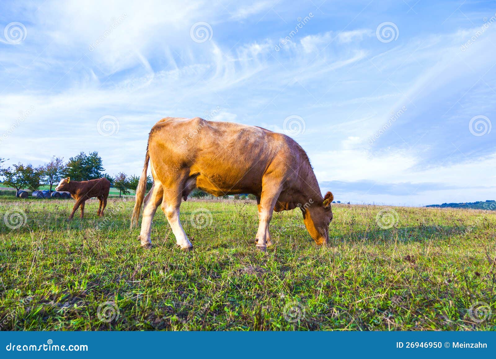 Portrait of nice brown cow stock photo. Image of field - 26946950