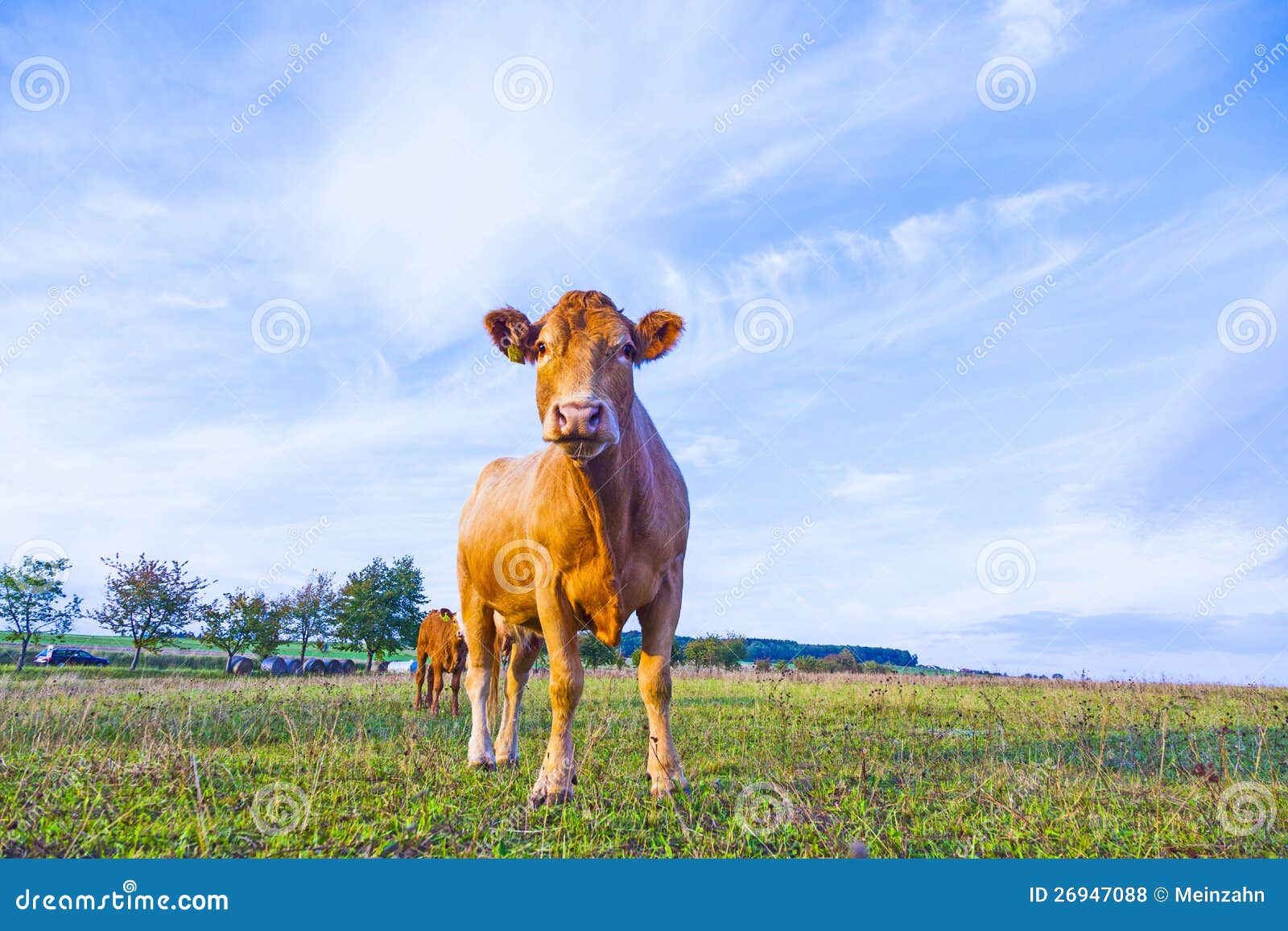 Portrait of nice brown cow stock photo. Image of livestock - 26947088