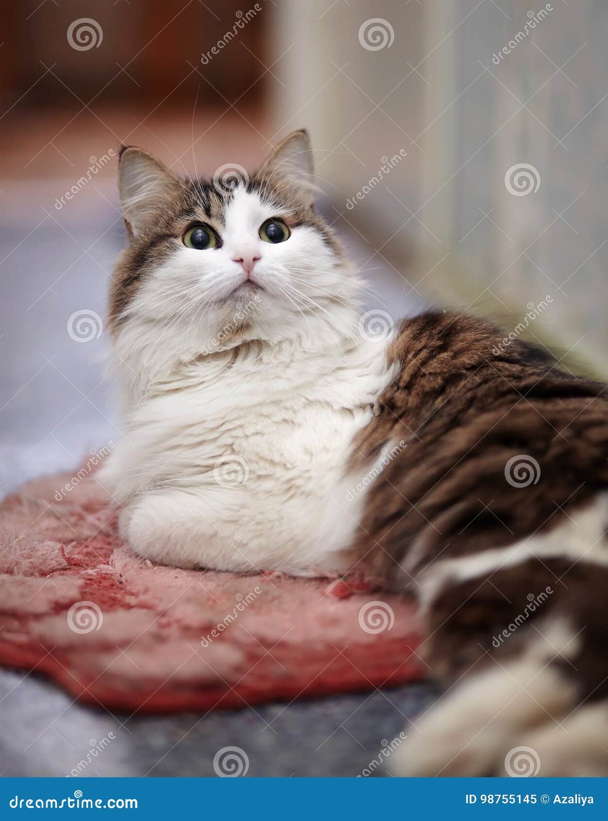 Portrait of the nice cat stock image. Image of pedigree - 98755145