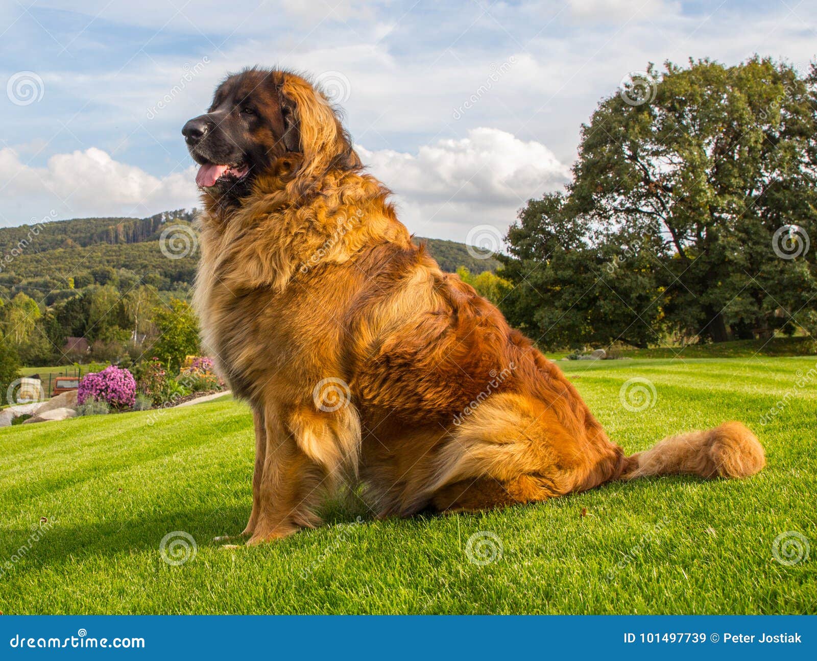 Portrait of a Nice Leonberger Sitting on a Green Grass Stock Image ...