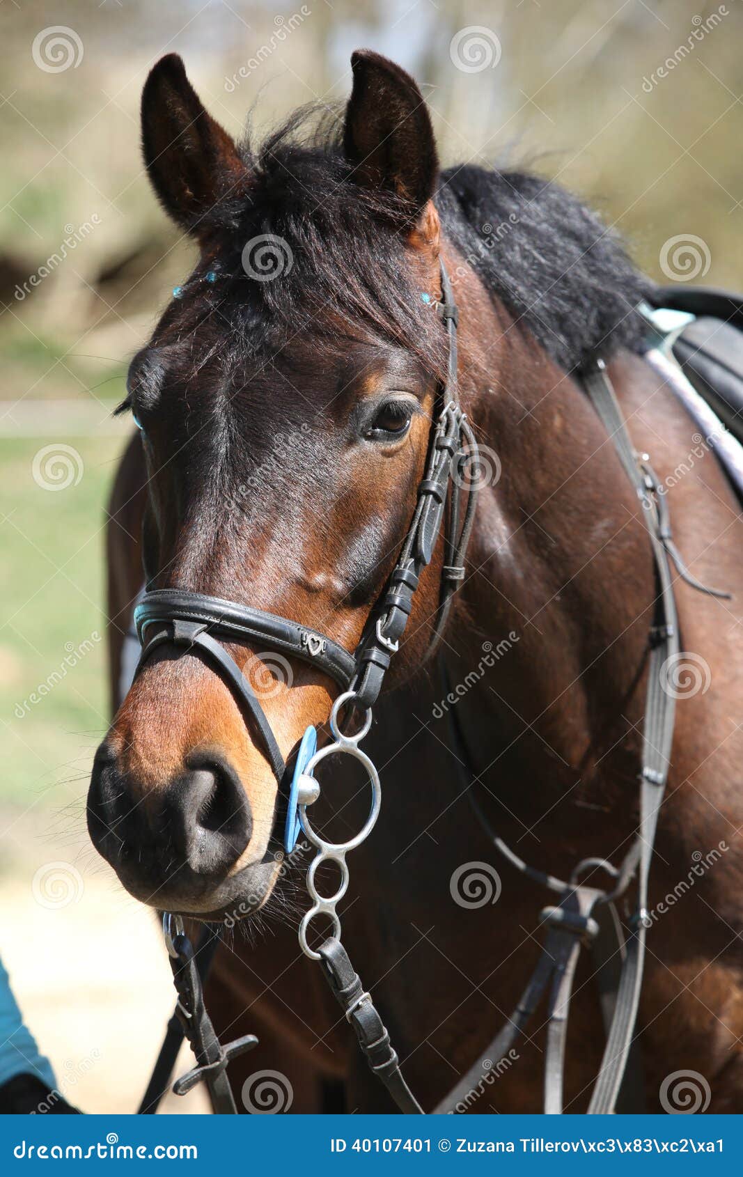 Portrait of nice pony stock image. Image of standing - 40107401