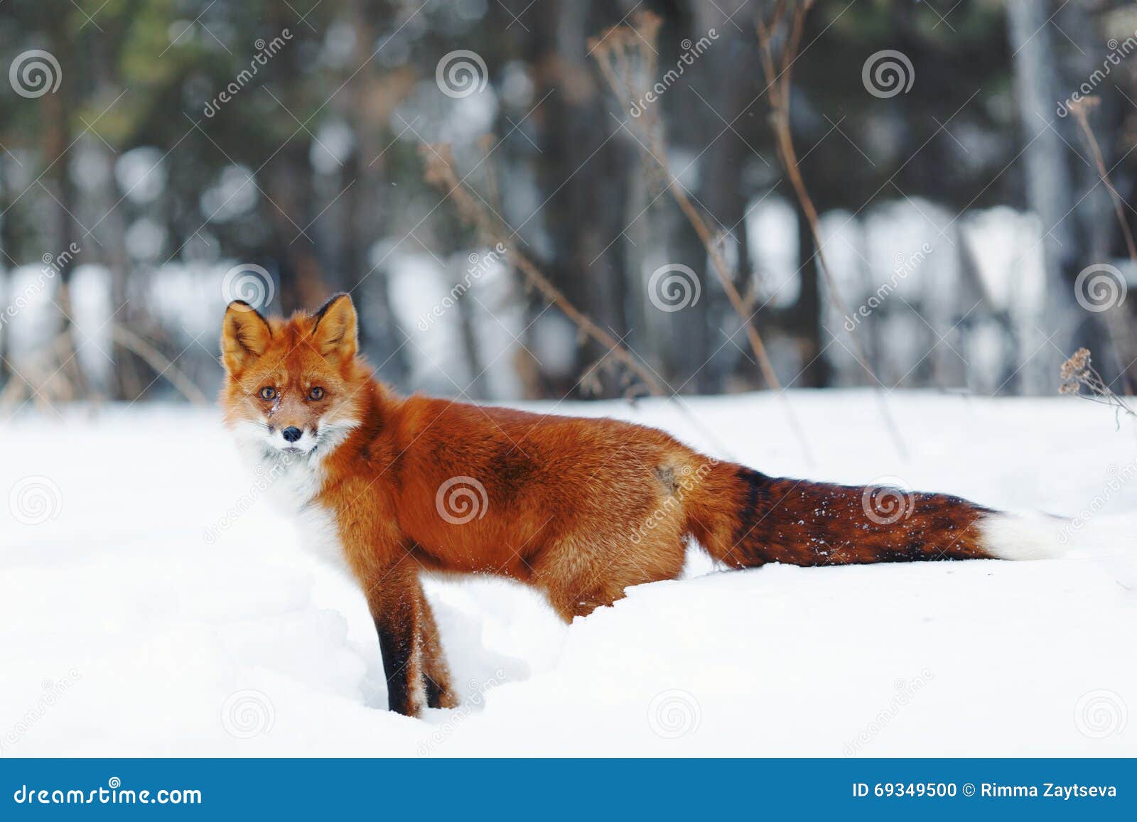 Portrait of Nice Red Fox in Winter Forest Stock Photo - Image of ...