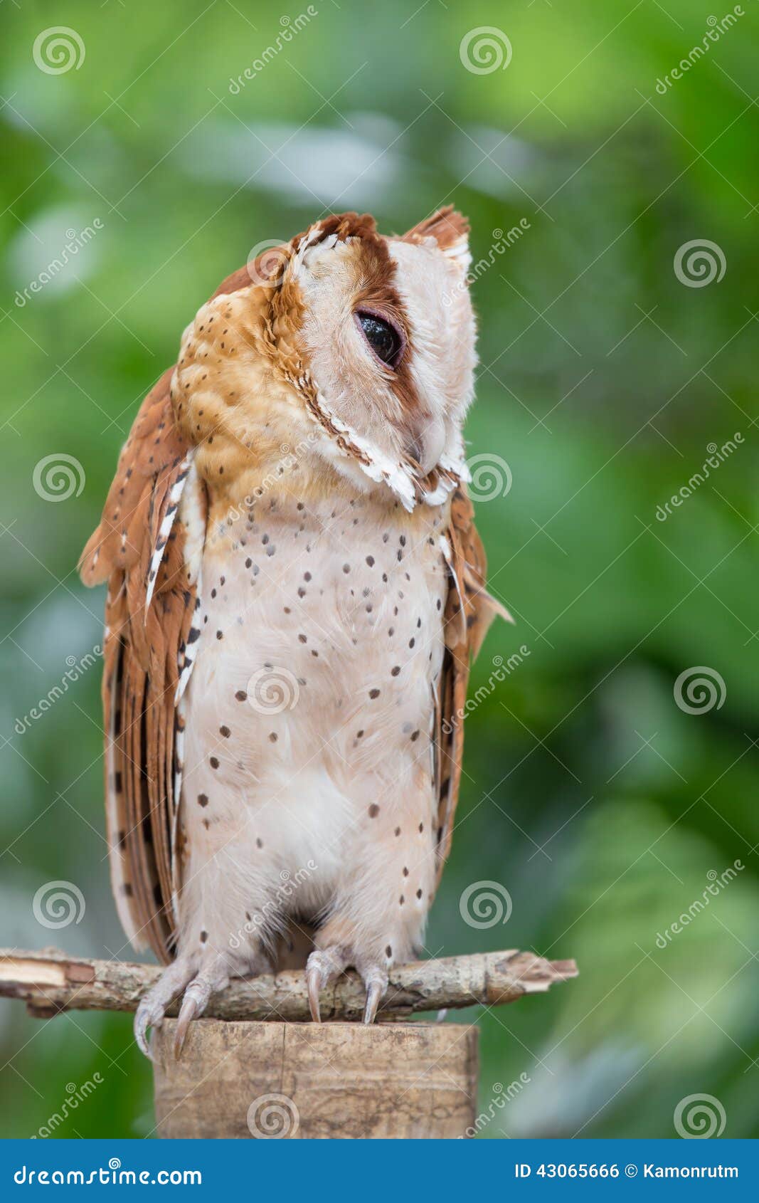 Portrait the Night Bird Barn Owl Stand on Old Dead Tree in Front Stock ...