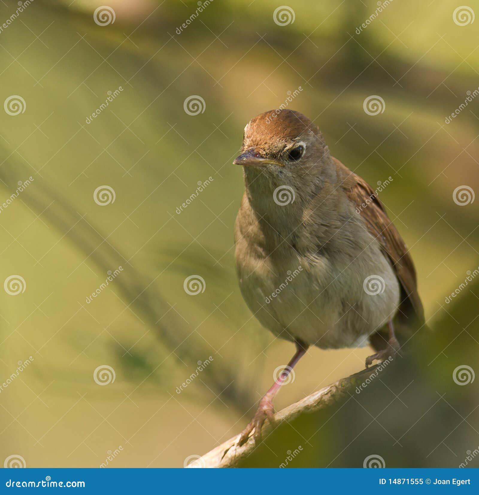 Portrait of a Nightingale stock image. Image of animals - 14871555