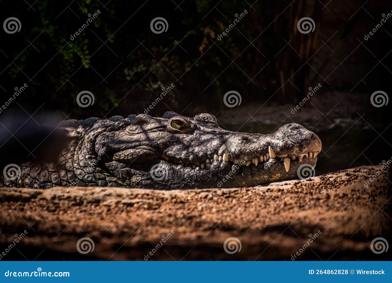 Portrait of a Nile Crocodile Resting Under the Sunlight Stock Photo ...