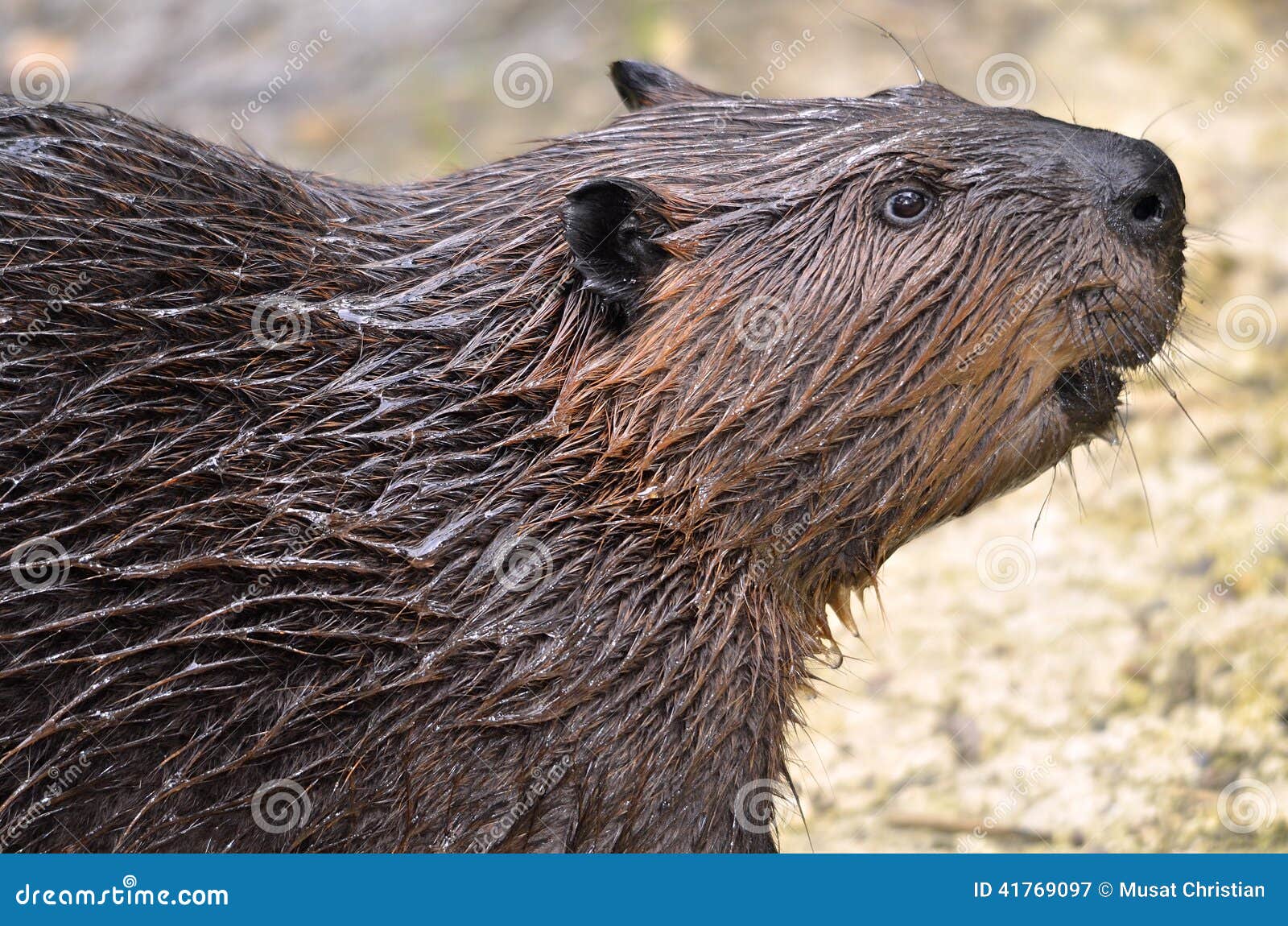Portrait of North American Beaver Stock Image - Image of america ...