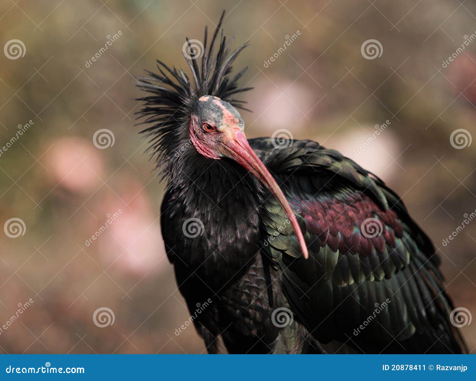 Portrait of a Northern Bald Ibis Stock Image - Image of portrait ...