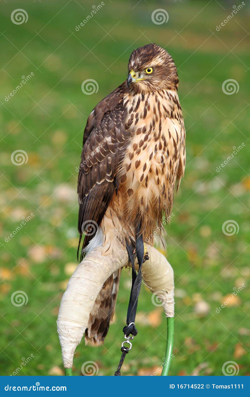 The Portrait of Northern Goshawk Stock Photo - Image of carnivore ...