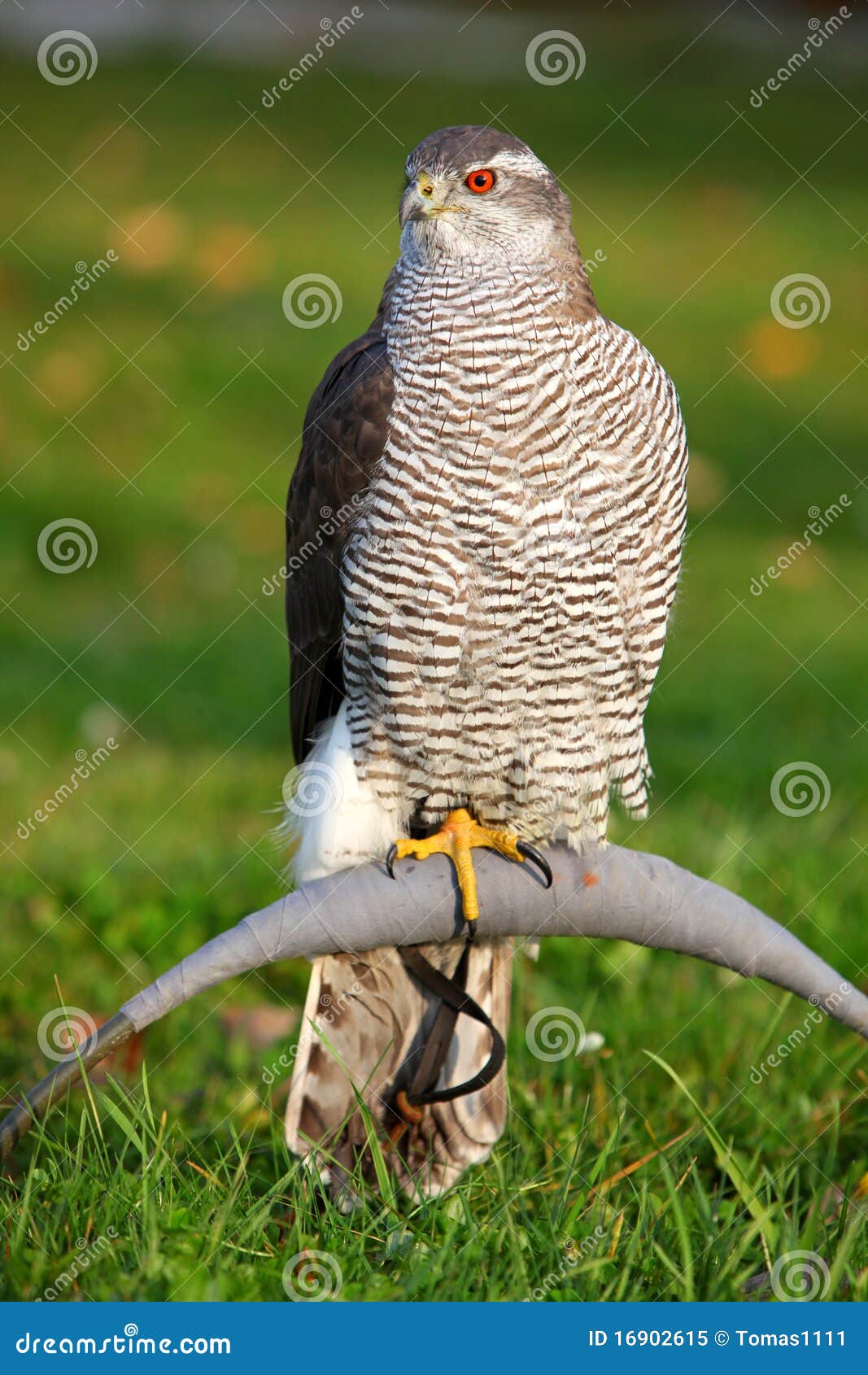 The Portrait of Northern Goshawk Stock Image - Image of needles ...
