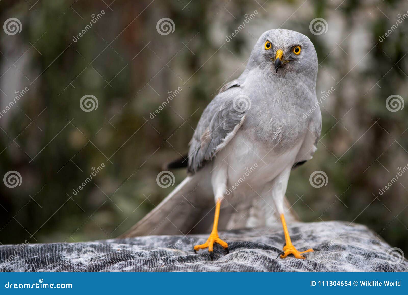 Portrait of a Northern Harrier Circus Cyaneus Stock Photo - Image of ...