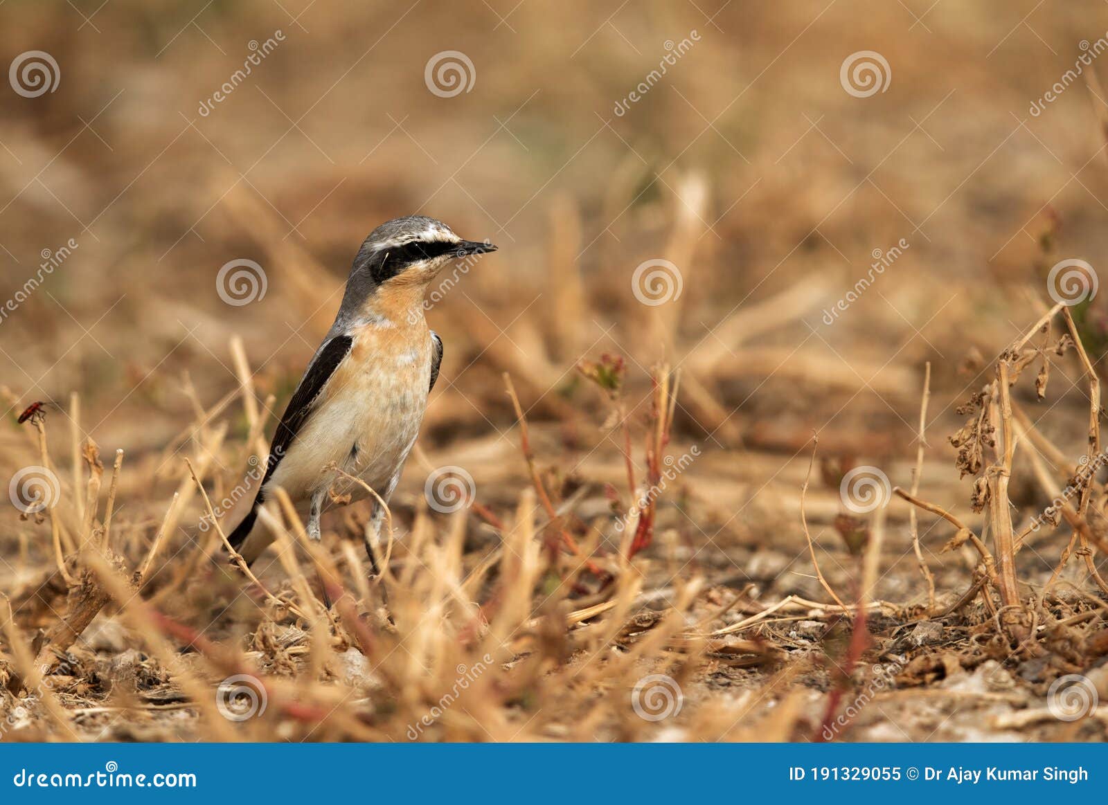 Portrait of Northern Wheatear Stock Image - Image of exotic, fauna ...