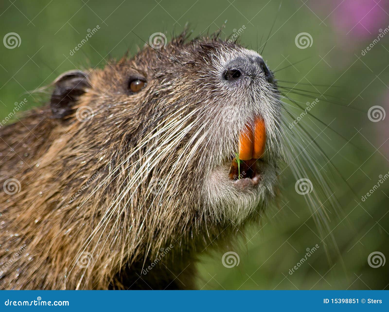 Portrait of a nutria stock image. Image of rodent, lake - 15398851