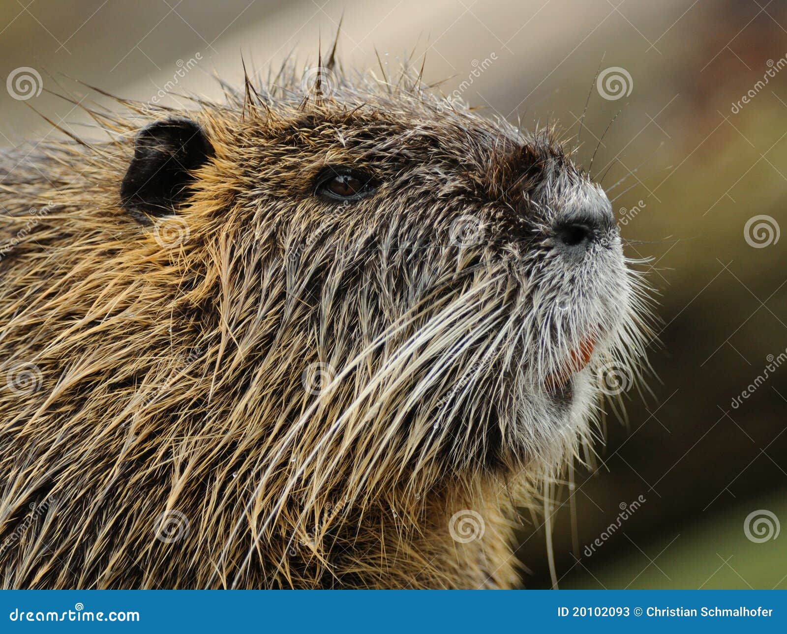 Portrait of a Nutria stock image. Image of eurasia, nutria - 20102093