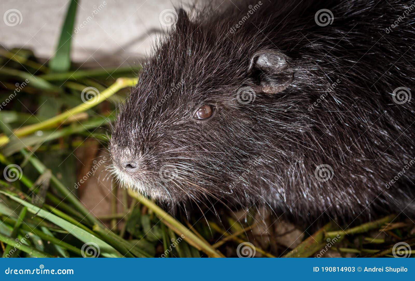 Portrait Of A Nutria On A Farm Royalty-Free Stock Photography ...