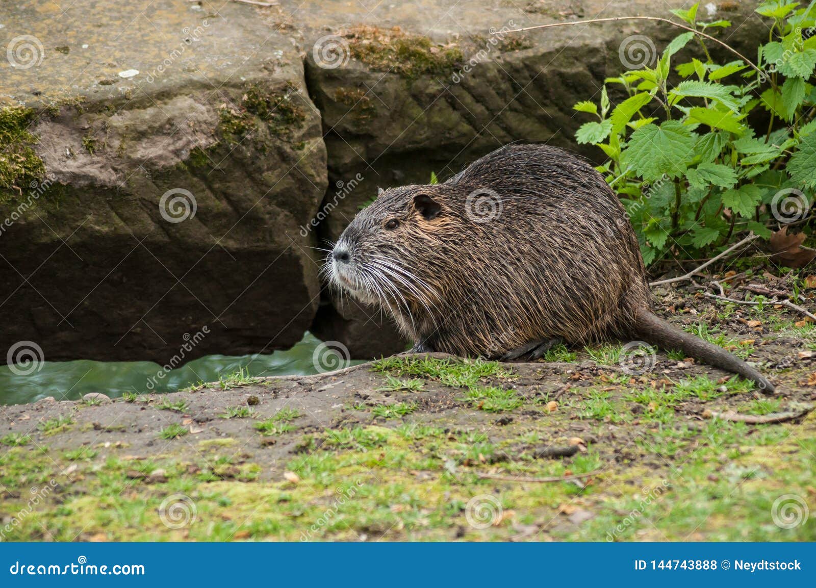 Nutria In River Habitat. Royalty-Free Stock Photo | CartoonDealer.com ...