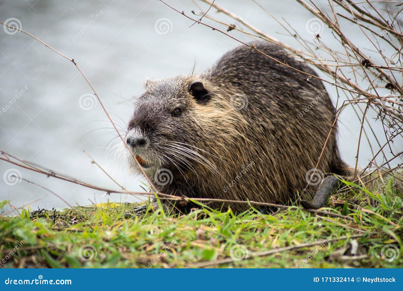 Nutria Standing On Grass Royalty-Free Stock Photography | CartoonDealer ...