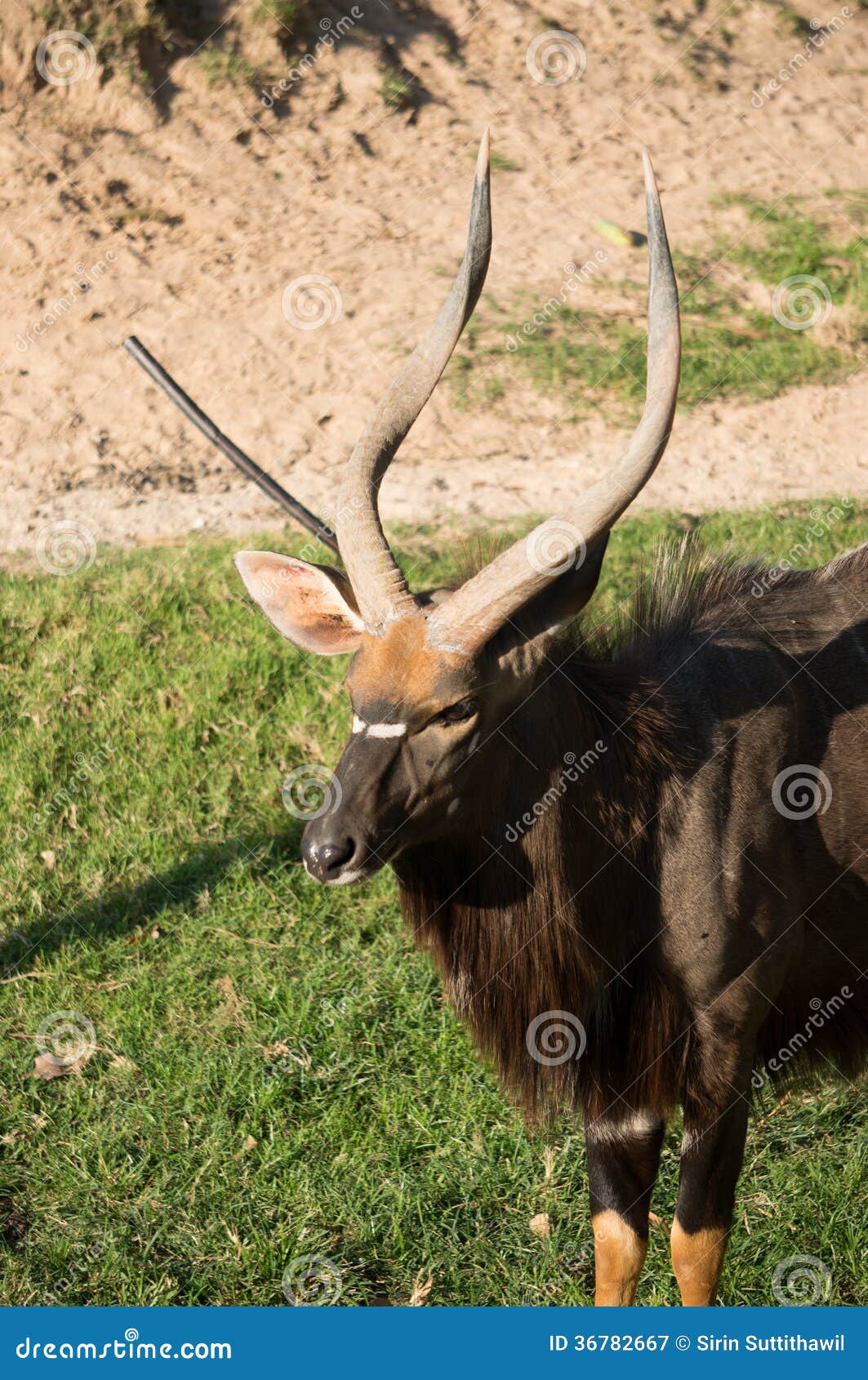 Portrait of Nyala Antelope Deer Stock Image - Image of habitat, horn ...