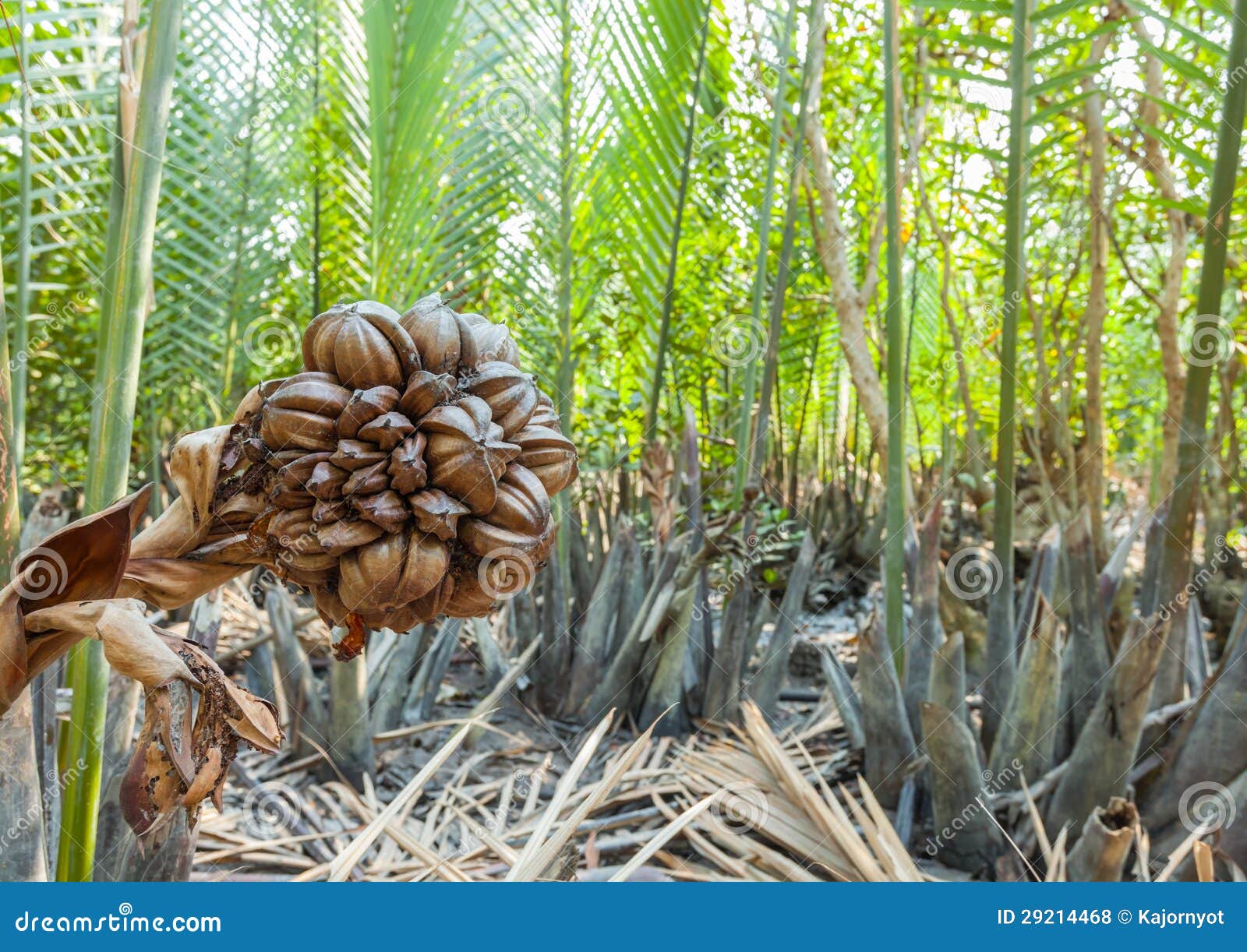 Portrait Nypa Seed Stock Photos - Free & Royalty-Free Stock Photos from ...