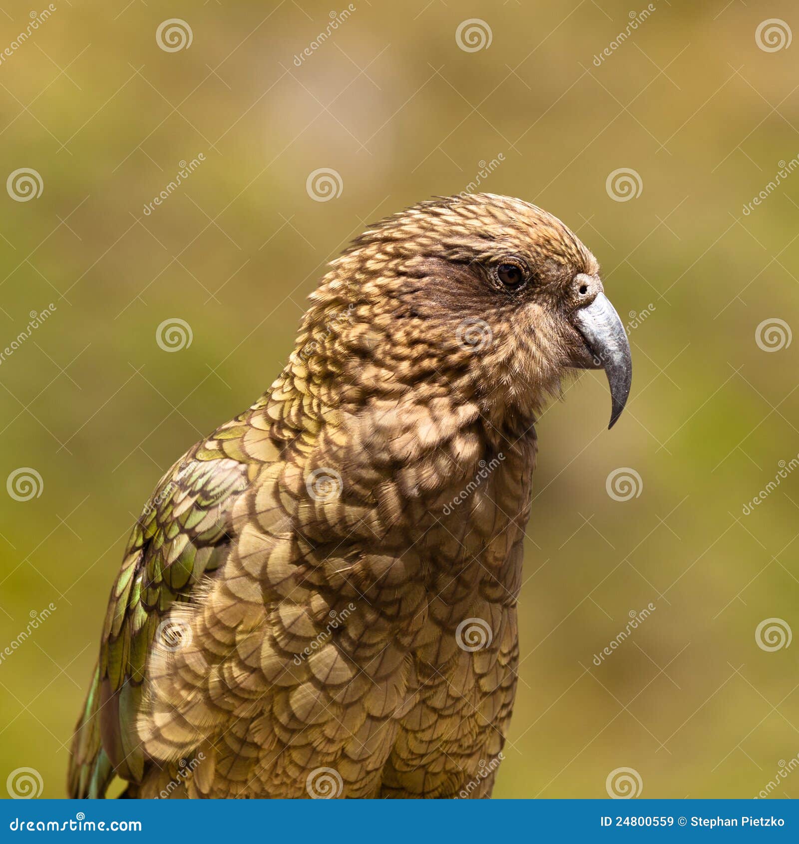 NZ Alpine Parrot Kea Trying To Vandalize A Car Stock Image ...