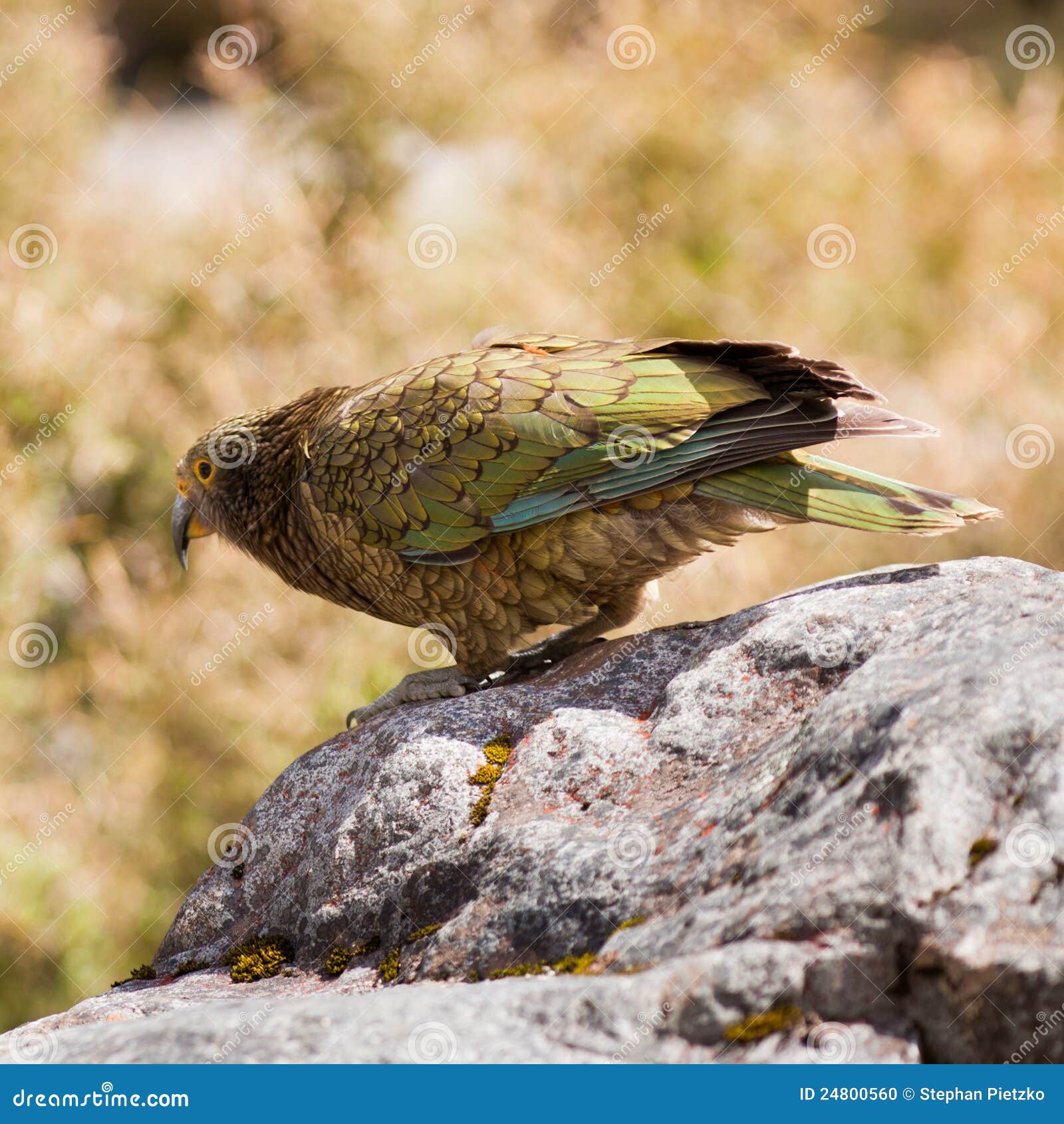 Portrait of NZ Alpine Parrot Kea, Nestor Notabilis Stock Photo - Image ...