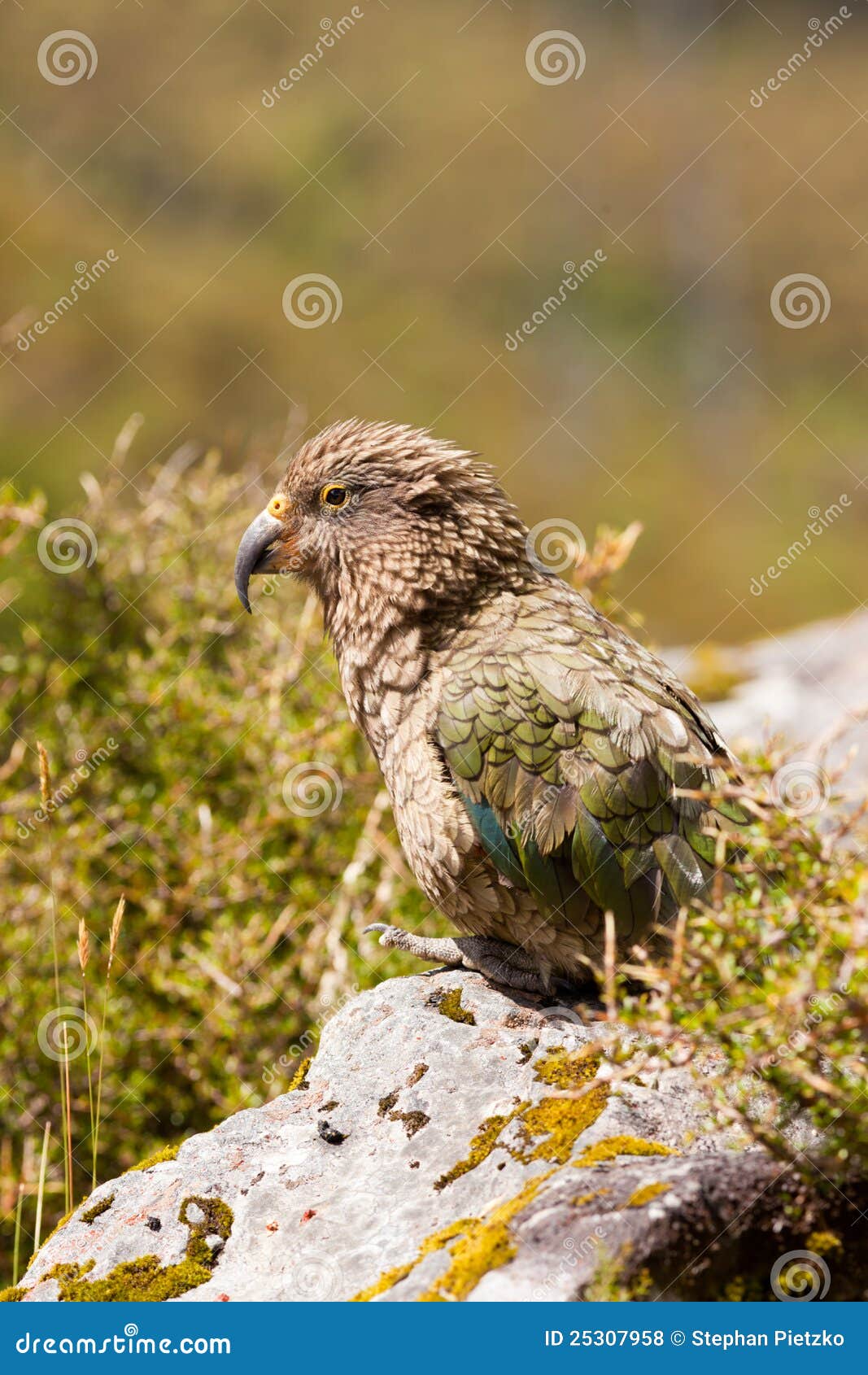 Portrait of NZ Alpine Parrot Kea, Nestor Notabilis Stock Photo - Image ...