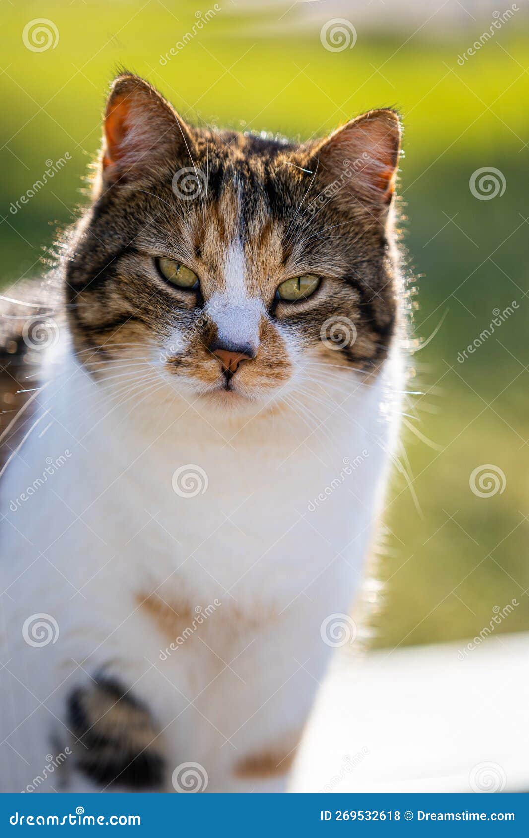 Portrait O Multi-colored Cat Stock Photo - Image of pretty, mammal ...