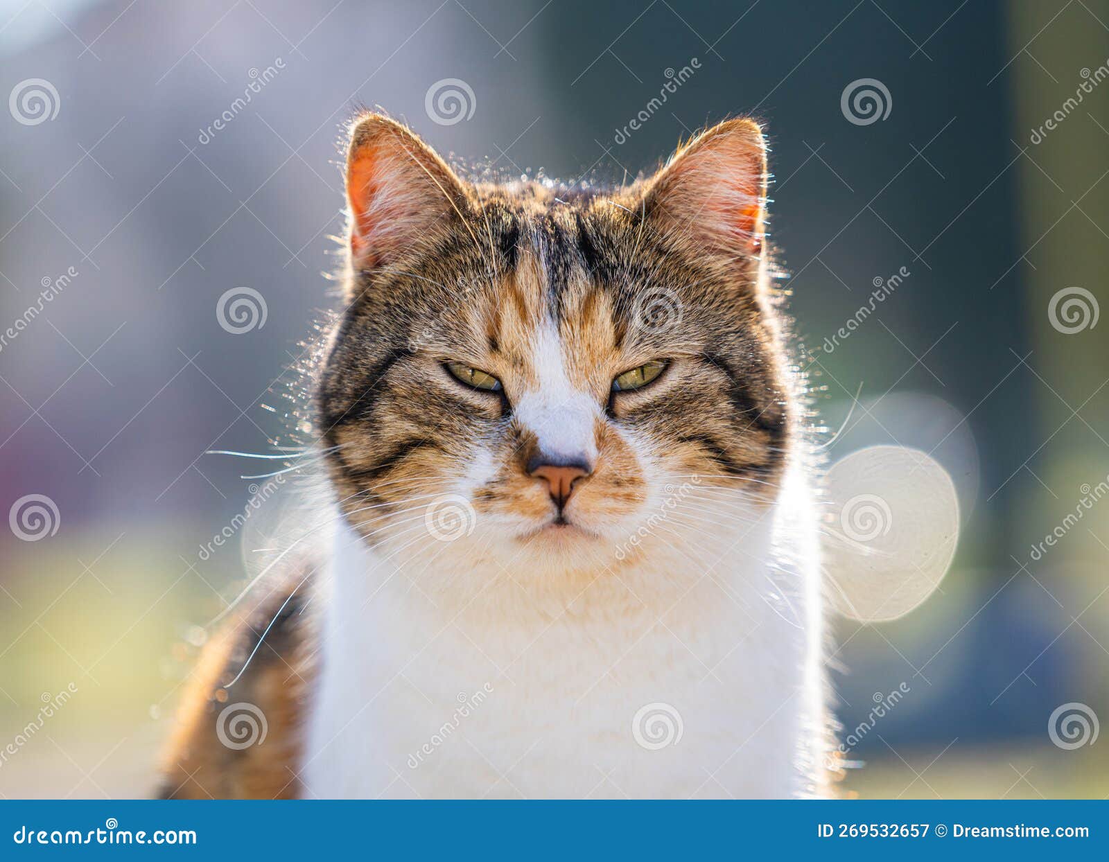 Portrait O Multi-colored Cat Stock Image - Image of fluffy, street ...