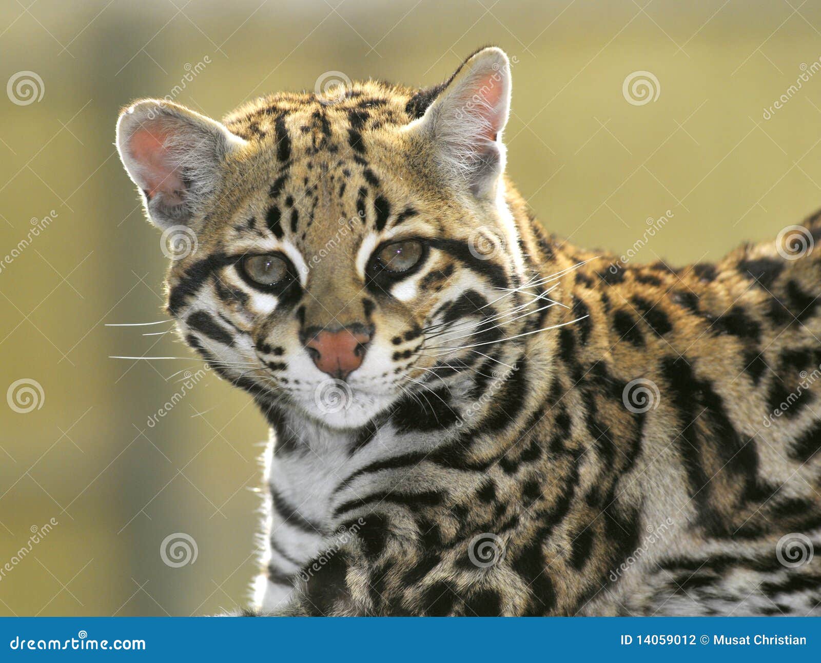 Portrait of Ocelot stock photo. Image of painted, ocelot - 14059012