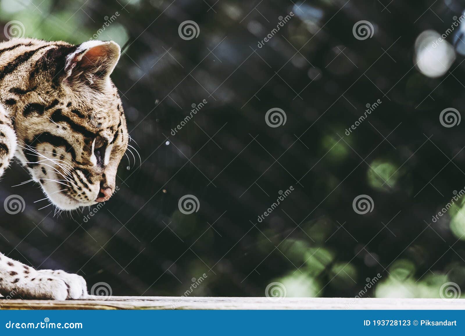 Portrait of an Ocelot or Leopardus Pardalis Stock Image - Image of ...